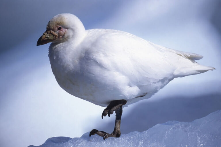 26 Birds That Eat Other Birds (With Photos)