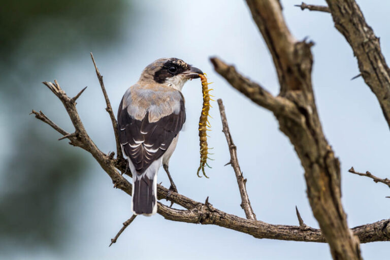 26 Birds That Eat Other Birds (With Photos)