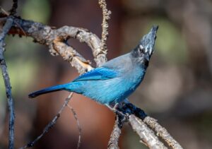 13 Stunning Small Blue Birds (With Pictures)