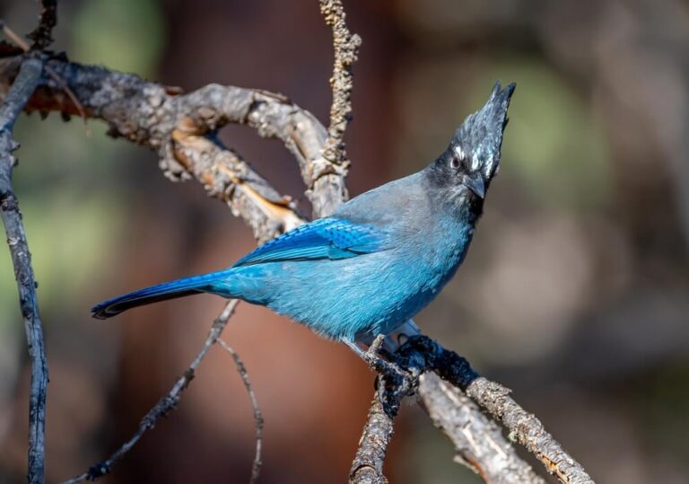 13 Stunning Small Blue Birds (With Pictures)
