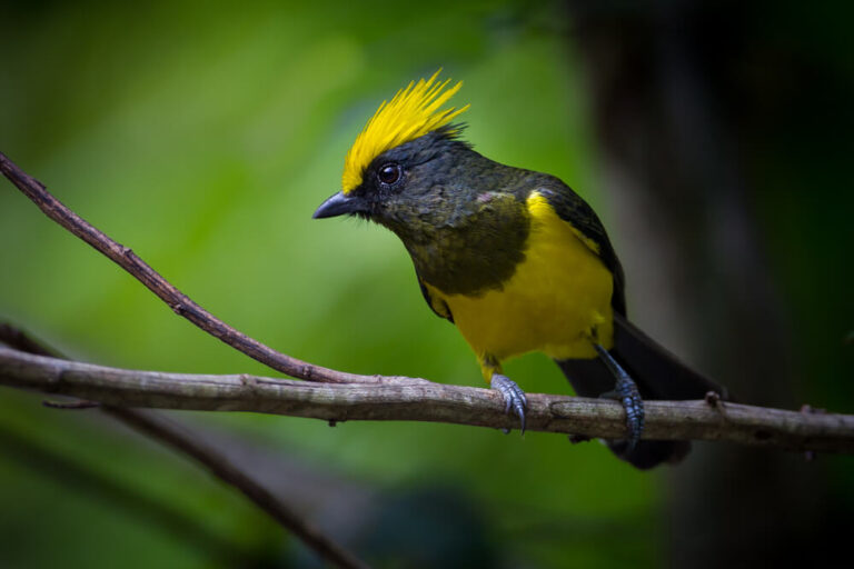 37 Stunning Birds With Mohawks (With Pictures)