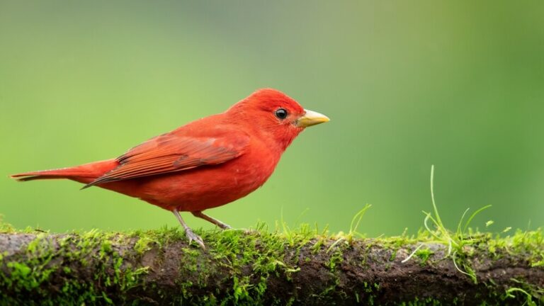 9 Small Red Birds (Pictures Included)