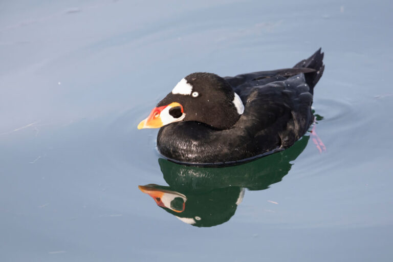 41 Gorgeous Birds With Orange Beaks - BirdChronicle.com