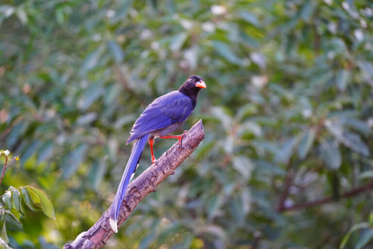 43 Amazing Purple Birds (With Photos)