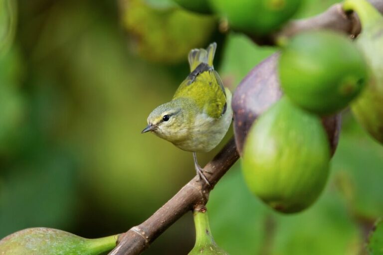 21 Beautiful Small Green Birds (With Pictures & Facts)