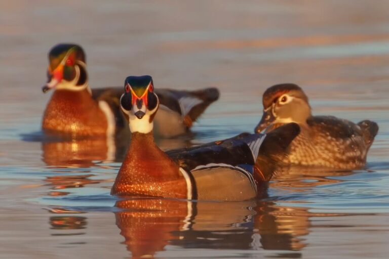 21 Facts About Wood Ducks