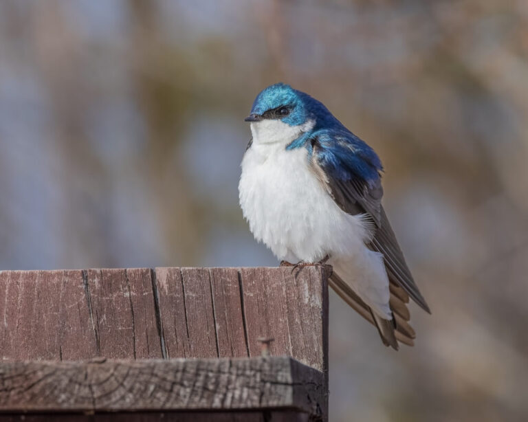 13 Stunning Small Blue Birds (With Pictures)
