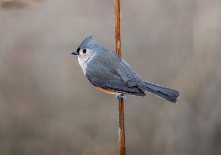 37 Stunning Birds With Mohawks (With Pictures)