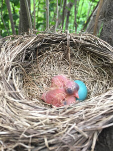 24 Interesting Facts About The American Robin