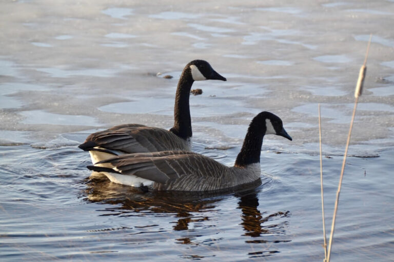 18 Interesting Facts About Canada Goose