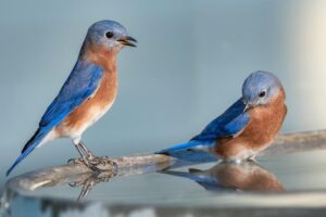 Bluebird Symbolism: 7 Meanings & Representations