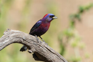 43 Amazing Purple Birds (With Photos)