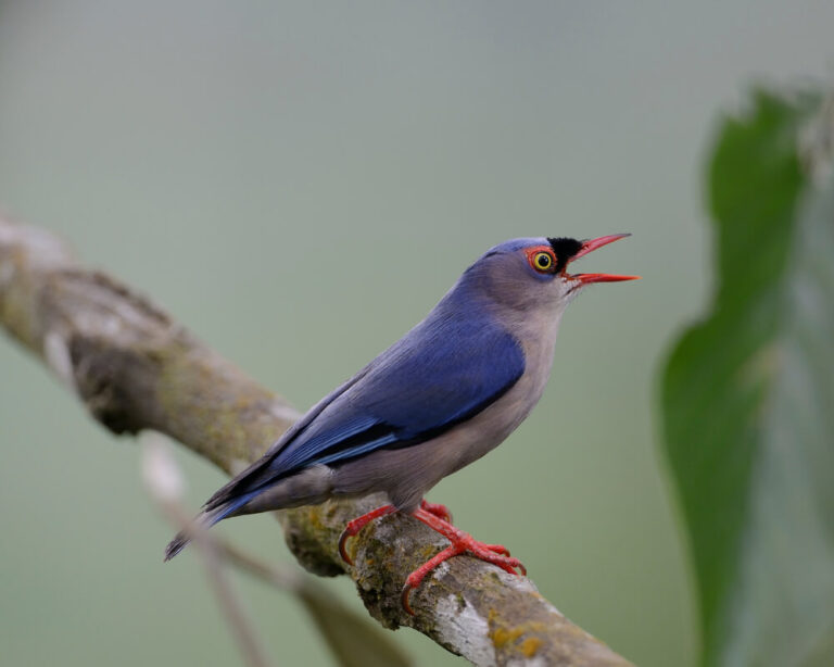 43 Amazing Purple Birds (With Photos)