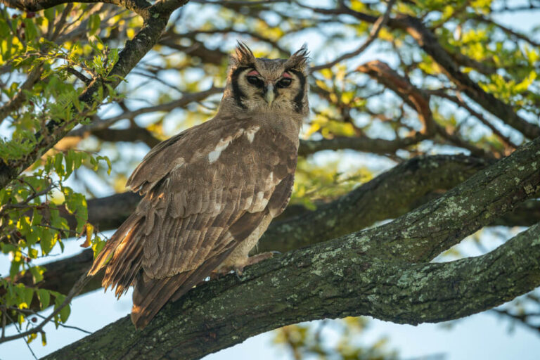 26 Birds That Eat Other Birds (With Photos)