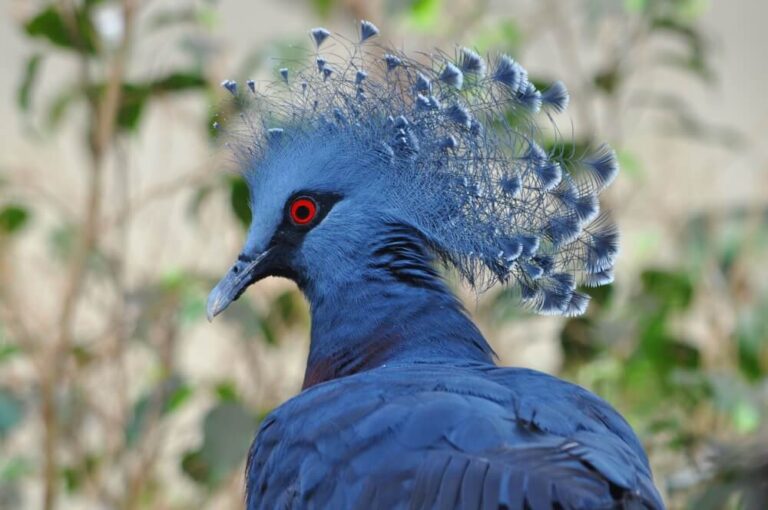 37 Stunning Birds With Mohawks (With Pictures)