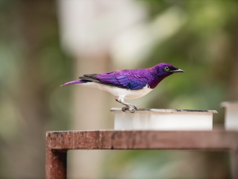 43 Amazing Purple Birds (With Photos)