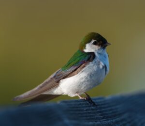 21 Beautiful Small Green Birds (With Pictures & Facts)