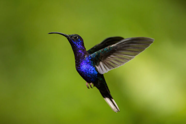 43 Amazing Purple Birds (With Photos)