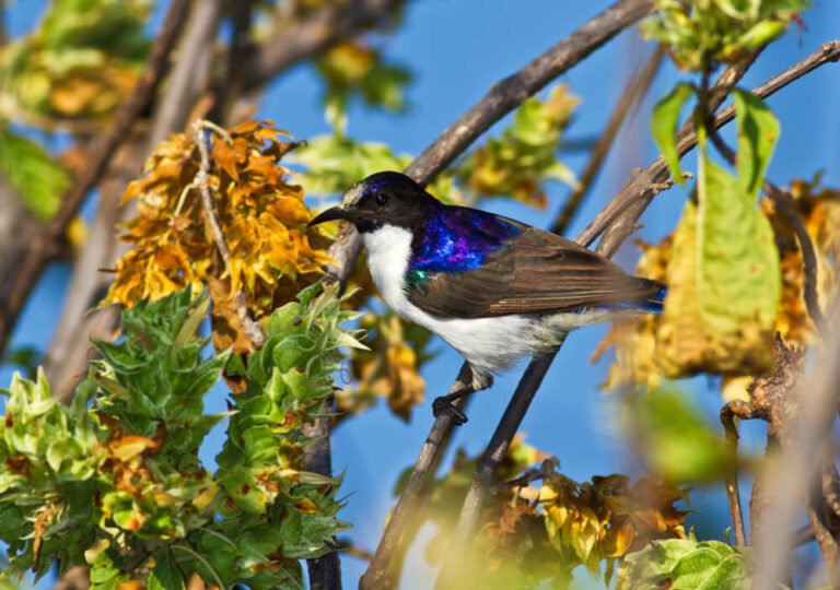 43 Amazing Purple Birds (With Photos)
