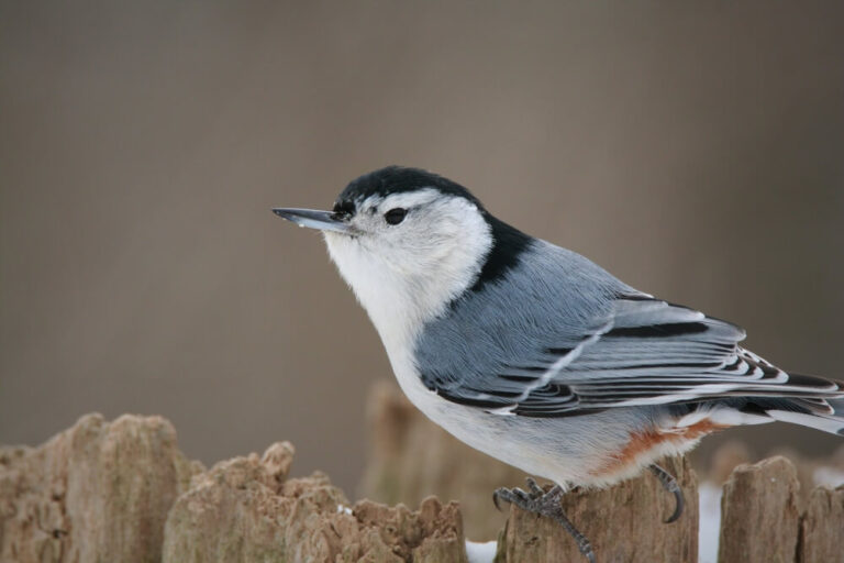 21 Incredible Black And White Birds In Colorado