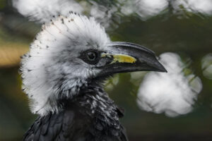 37 Stunning Birds With Mohawks (With Pictures)