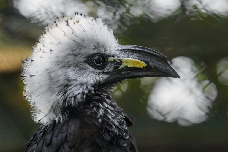 37 Stunning Birds With Mohawks (With Pictures)