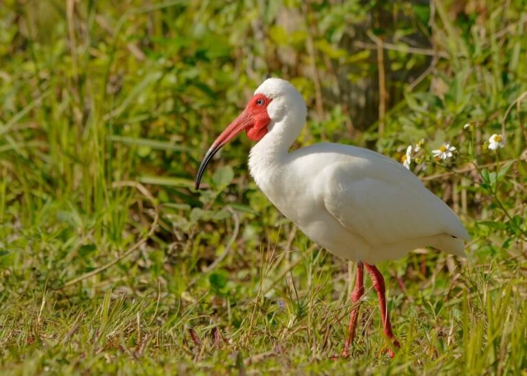 41 Gorgeous Birds With Orange Beaks - BirdChronicle.com