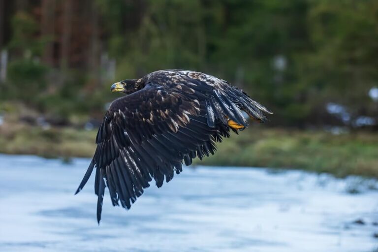 17 Biggest Birds In The World (Photos)