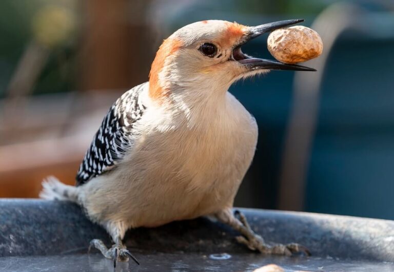 16 Interesting Facts About The Red-Bellied Woodpecker