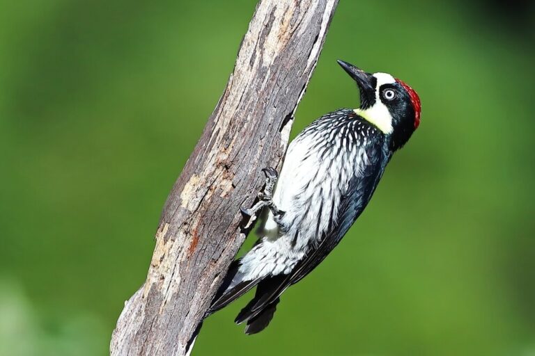 10 Unique Facts About Acorn Woodpeckers
