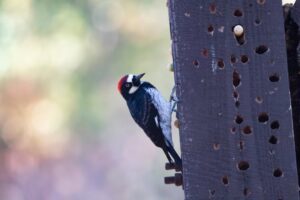 10 Unique Facts About Acorn Woodpeckers