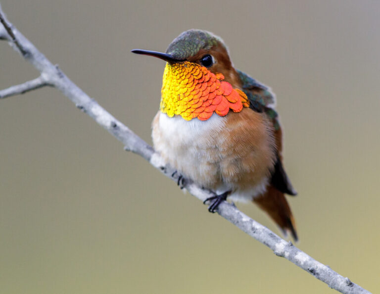 11 Intriguing Facts About The Rufous Hummingbird