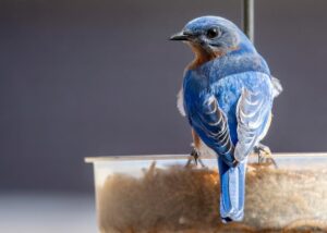 Bluebird Symbolism: 7 Meanings & Representations