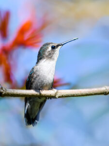 21 Incredible Facts About Bee Hummingbirds (With Pictures)