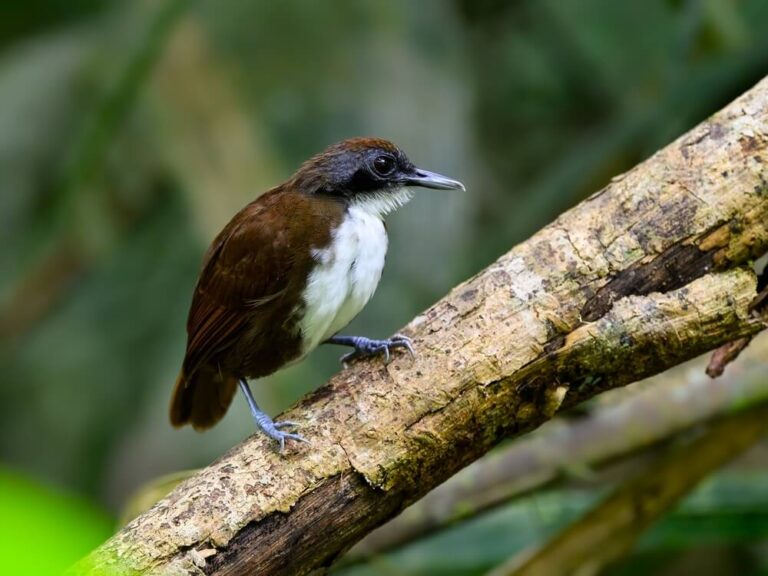 30 Birds That Start With B (Pictures Included)