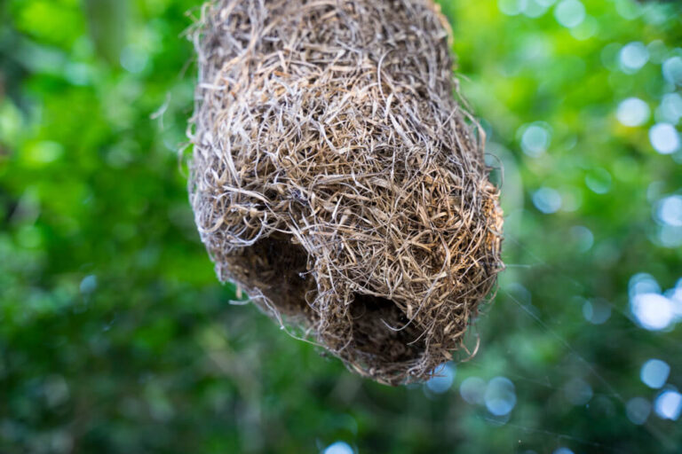 Do Hummingbirds Eat Spiders? (Answered)