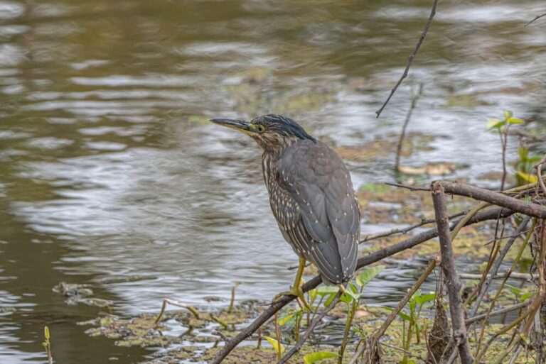30 Birds That Start With B (Pictures Included)