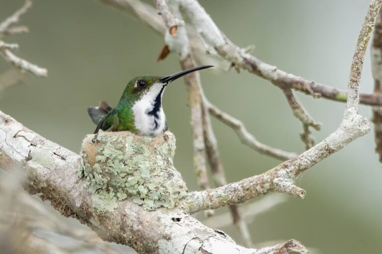 How Big Is A Hummingbird? (Size Comparisons)