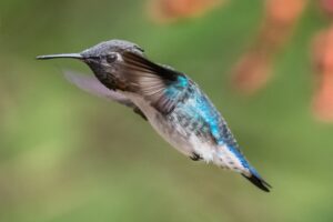21 Incredible Facts About Bee Hummingbirds (With Pictures)