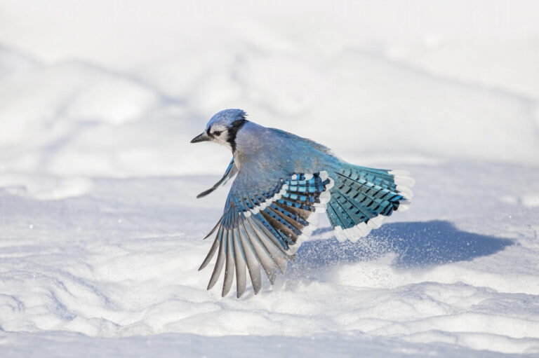 Blue Jay Symbolism: 16 Spiritual Meanings