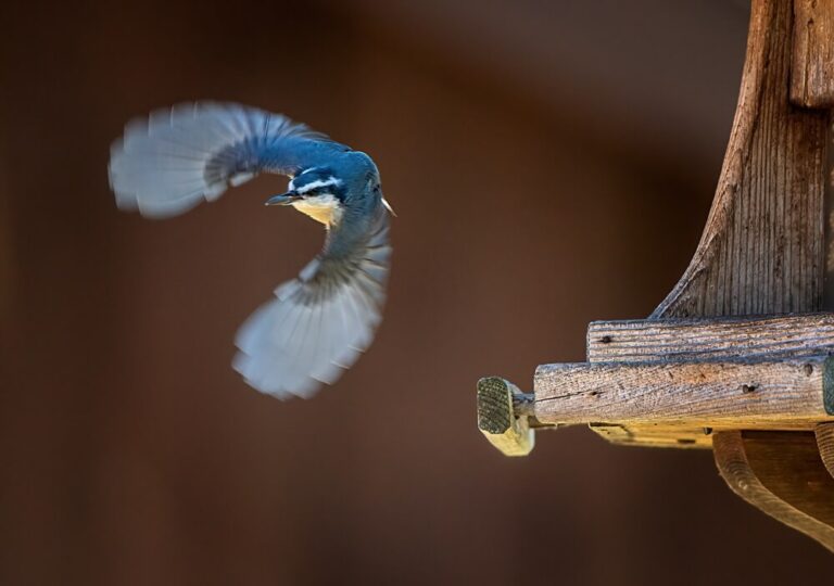 Blue Jay Symbolism: 16 Spiritual Meanings