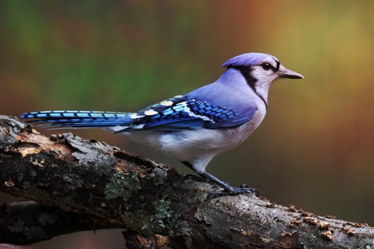 Blue Jay Symbolism: 16 Spiritual Meanings