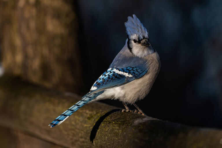 Blue Jay Symbolism: 16 Spiritual Meanings