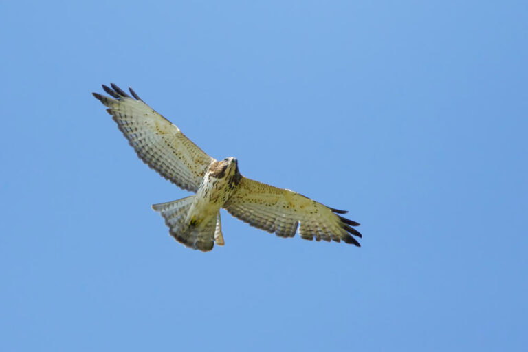 10 Facts About Broad-Winged Hawks - BirdChronicle.com