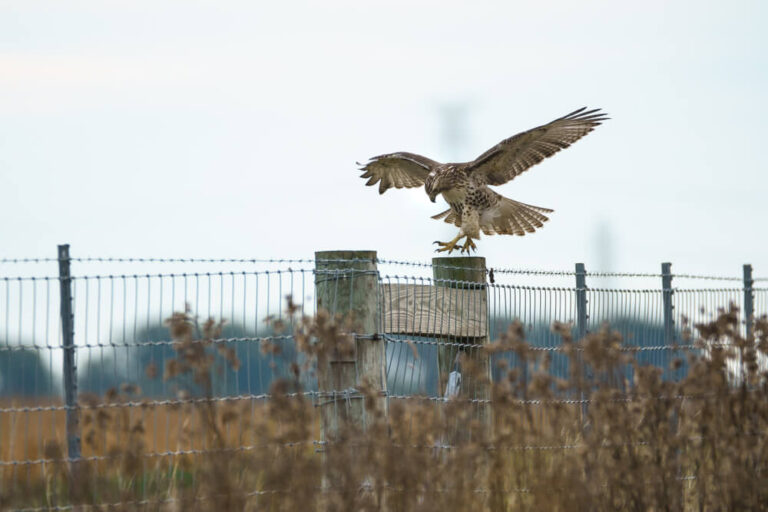10 Facts About Broad-Winged Hawks - BirdChronicle.com