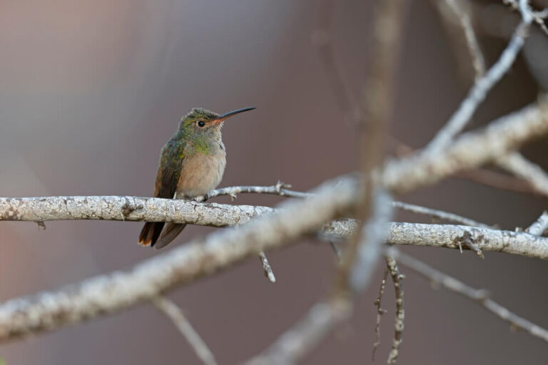 12 Interesting Facts About Buff-Bellied Hummingbirds