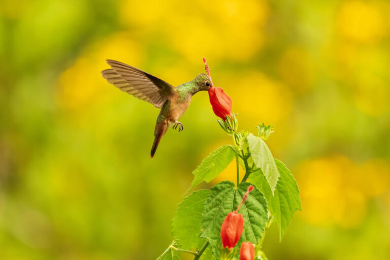 12 Interesting Facts About Buff-Bellied Hummingbirds