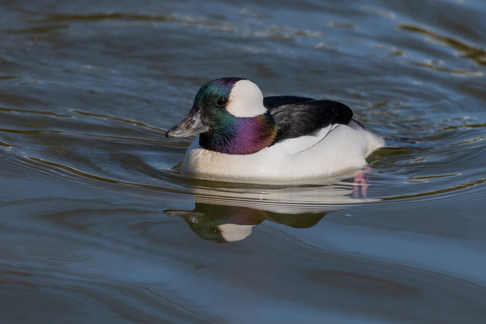 30 Birds That Start With B Pictures Included 