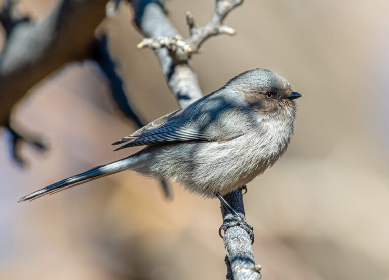 30 Birds That Start With B (Pictures Included)