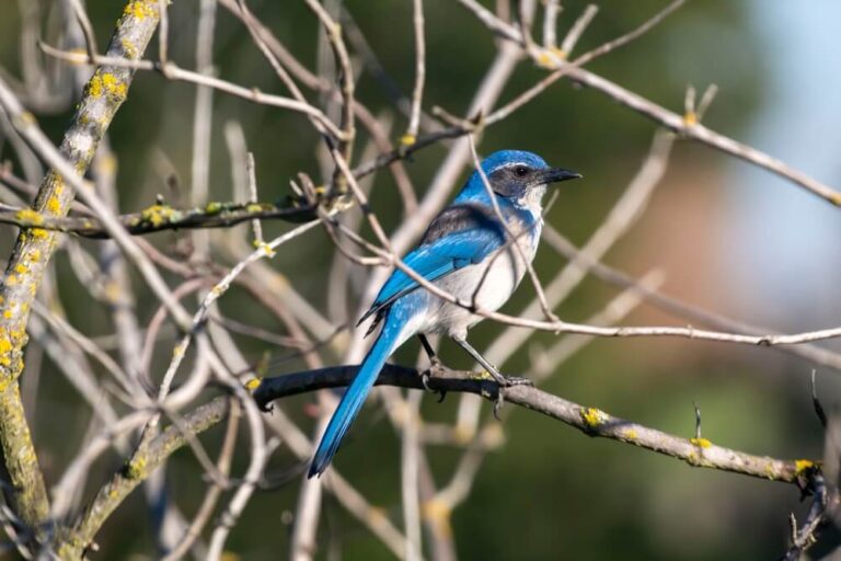 21 Birds Similar To Blue Jays - BirdChronicle.com